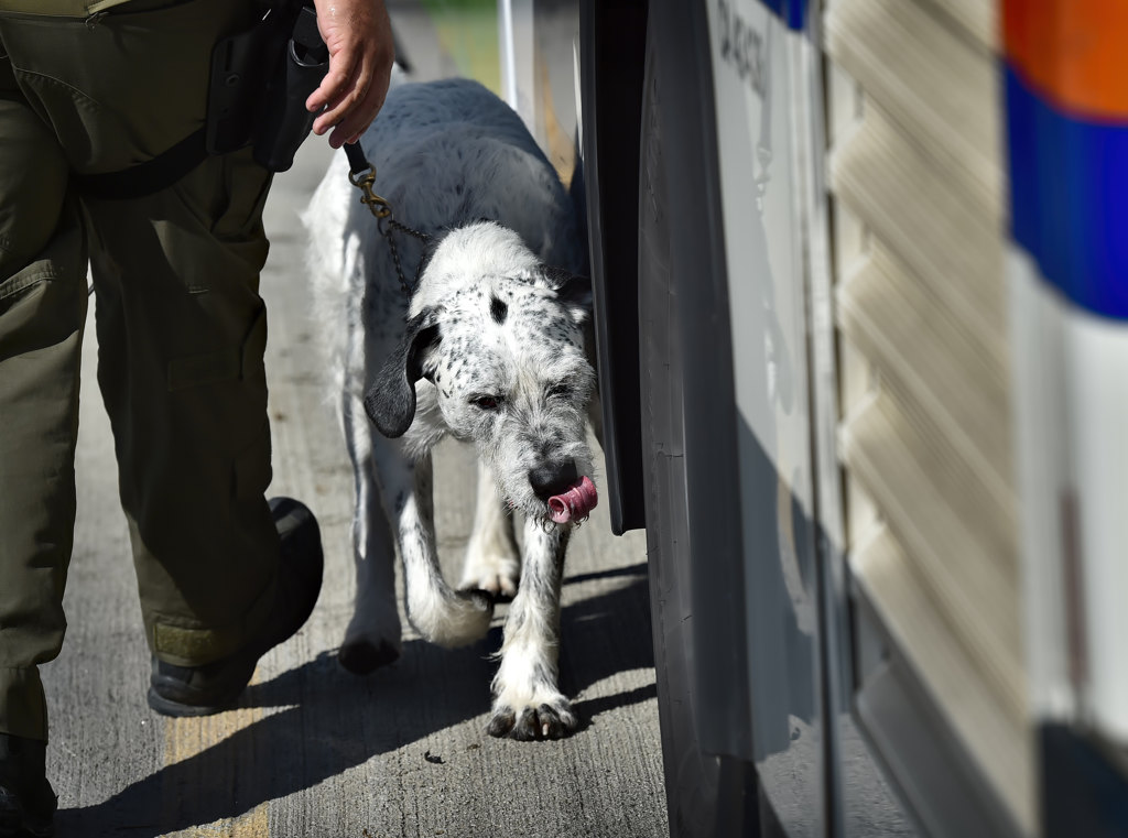 OCSD's TSA K9s are federally trained dogs at the ready to sniff out ...