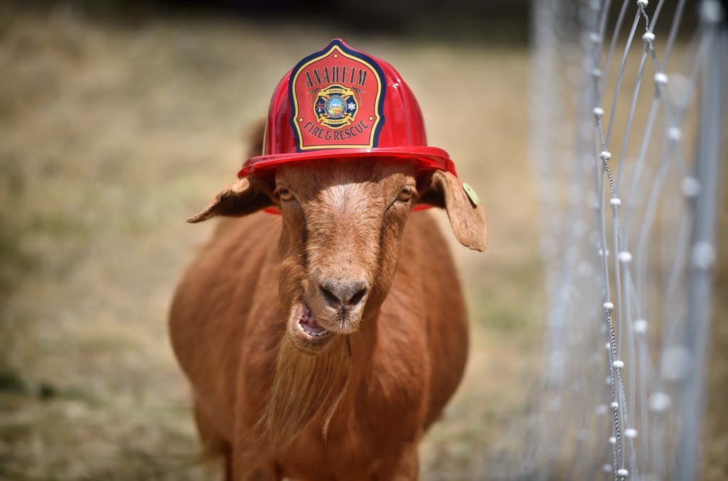 Anaheim Fire & Rescue has really got your goats when it comes to ...