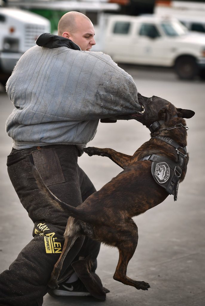Tri city K9 Training Fosters Learning Among Law Enforcement Agencies Tri city K9 Training Fosters Learning Among Law Enforcement Agencies